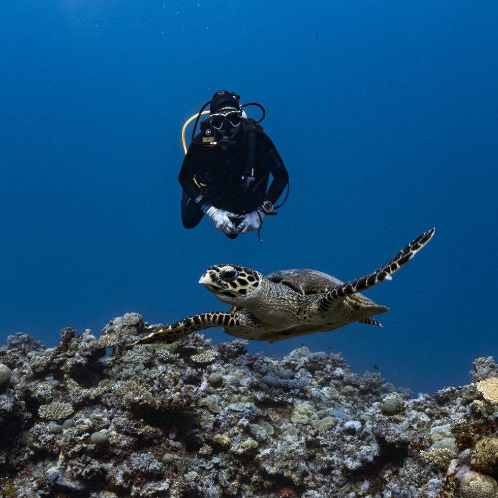 Dive Packages - Nukubati | Great Sea Reef